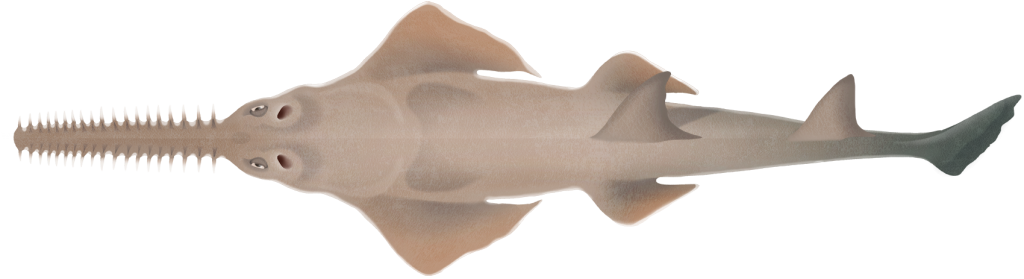 Dwarf Sawfish - Pristis clavata | Marinewise