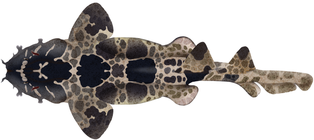 Northern Wobbegong - Orectolobus wardi | Marinewise