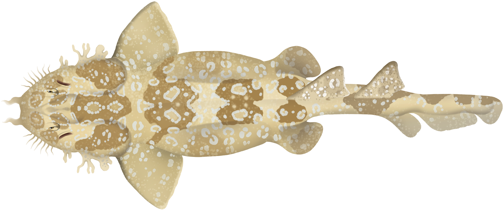 Spotted Wobbegong - Orectolobus maculatus | Marinewise