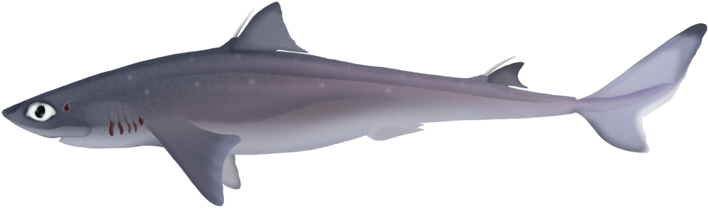 Spikey Dogfish - Squalus megalops | Marinewise