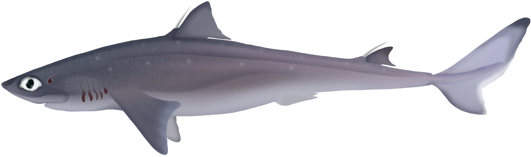 Spikey Dogfish - Squalus megalops | Marinewise