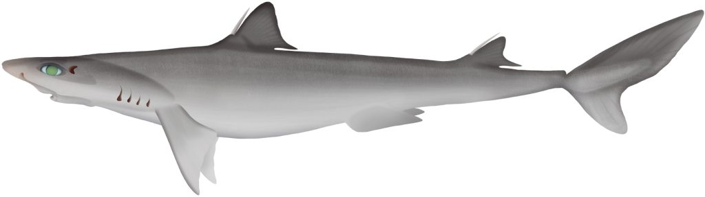 Eastern Longnose Spurdog - Squalus grahami | Marinewise