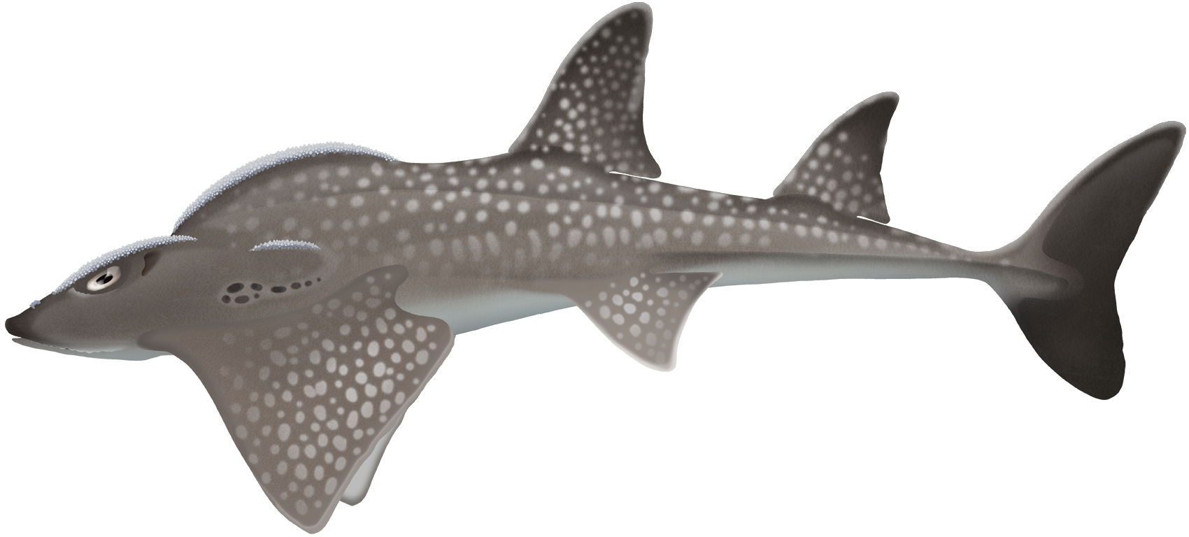 Shark Ray - Rhina ancylostoma | Marinewise