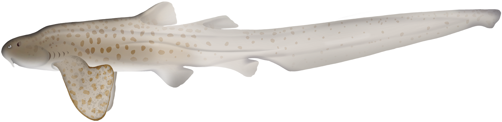 Zebra Shark Kids News: Aussies Hatch Breeding Programs To Save Zebra