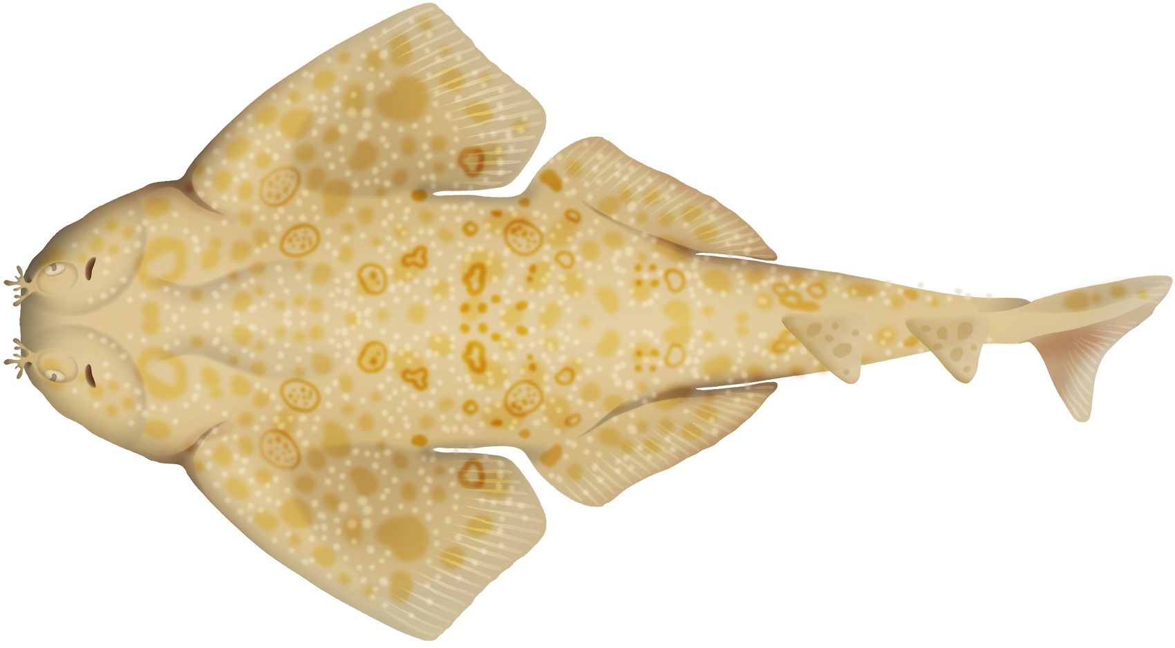 Ornate Angel Shark - Squatina tergocellata | Marinewise