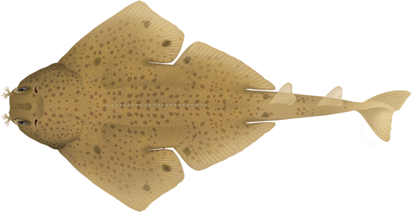 Western Angel Shark - Squatina pseudocellata | Marinewise