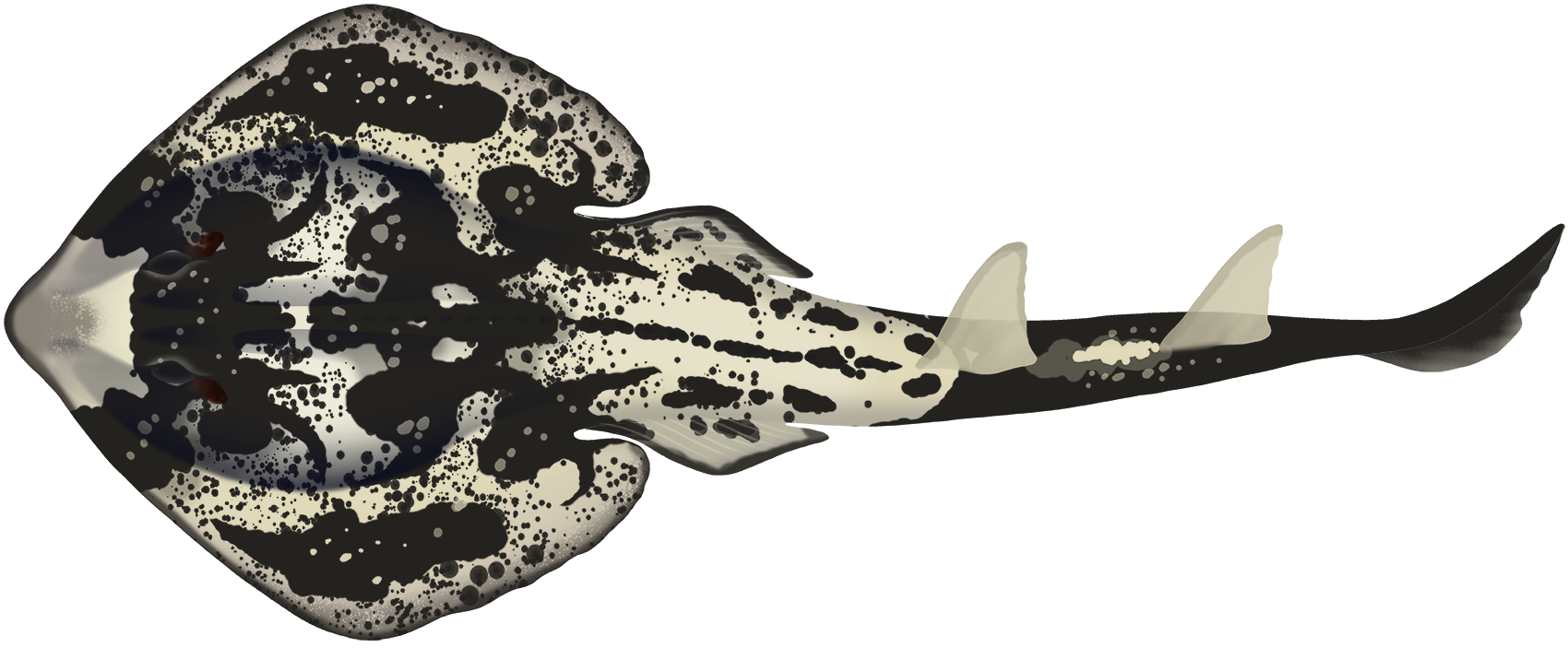 Magpie Fiddler Ray - Trygonorrhina melaleuca | Marinewise