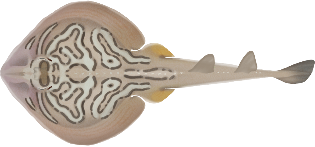 Eastern Fiddler Ray - Trygonorrhina fasciata | Marinewise
