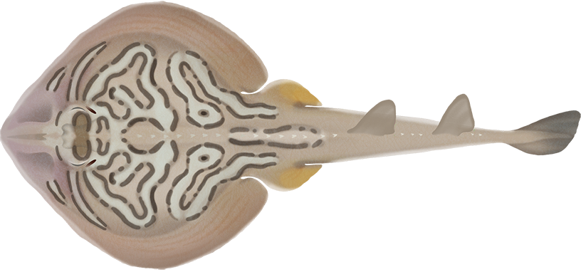 Eastern Fiddler Ray - Trygonorrhina fasciata | Marinewise