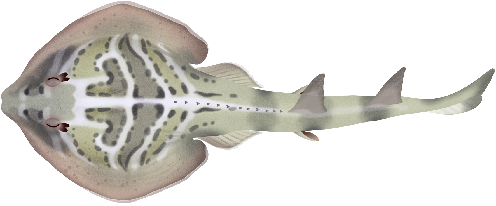 Southern Fiddler Ray - Trygonorrhina dumerilii | Marinewise