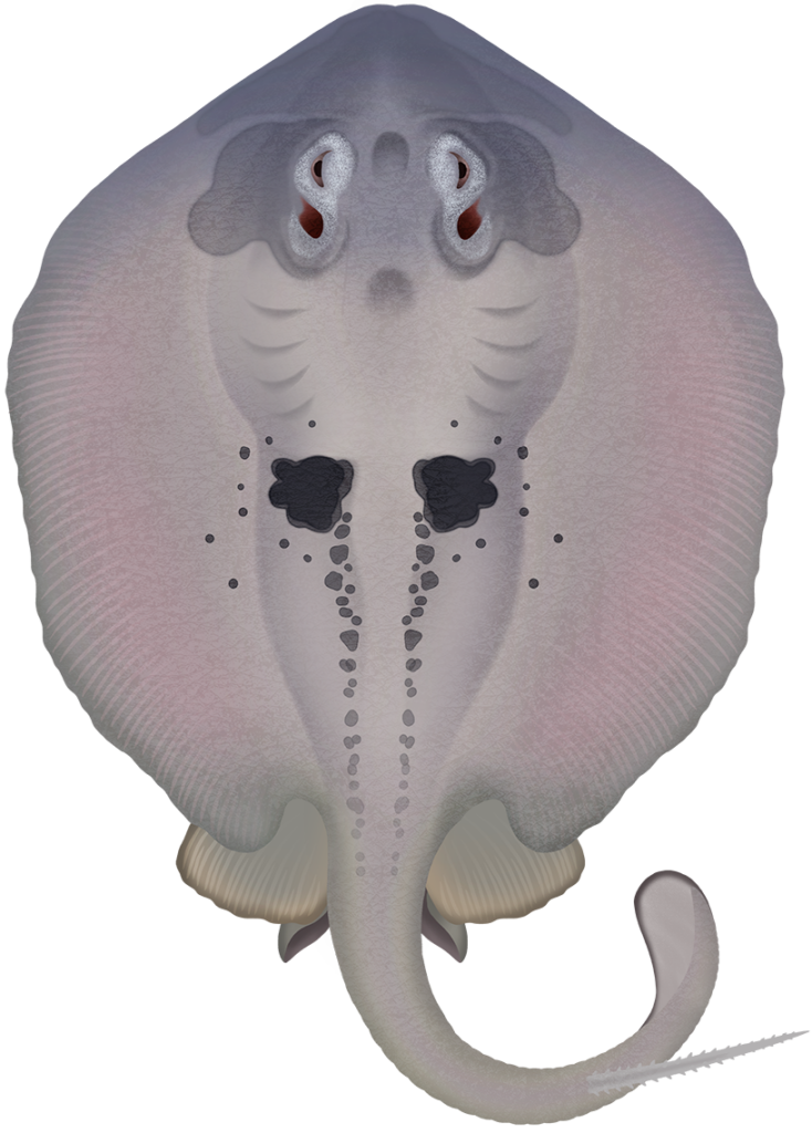 Striped Stingaree - Trygonoptera ovalis | Marinewise