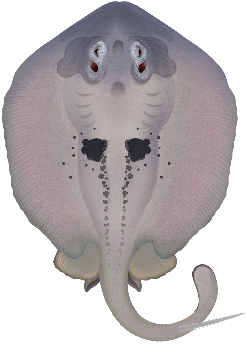 Striped Stingaree - Trygonoptera ovalis | Marinewise