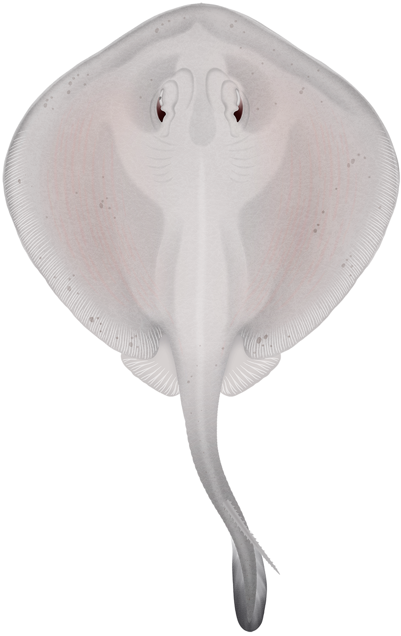 Western Shovelnose Stingaree - Trygonoptera mucosus | Marinewise