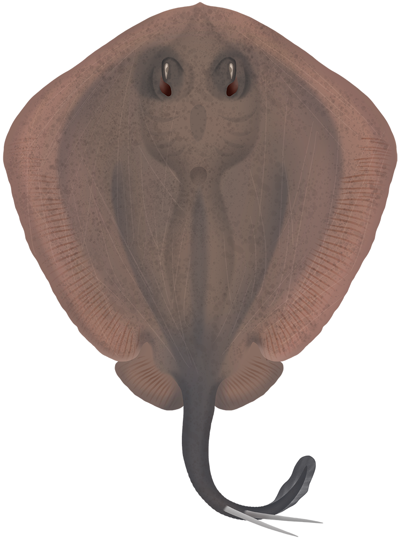 Eastern Shovelnose Stingaree - Trygonoptera imitata | Marinewise