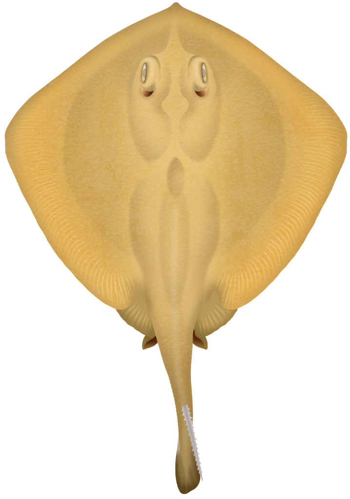 Yellow Shovelnose Stingaree - Trygonoptera galba | Marinewise