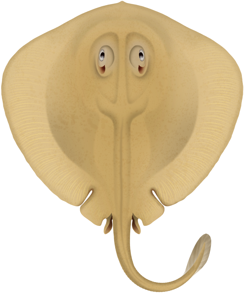 Lobed Stingaree - Urolophus lobatus | Marinewise