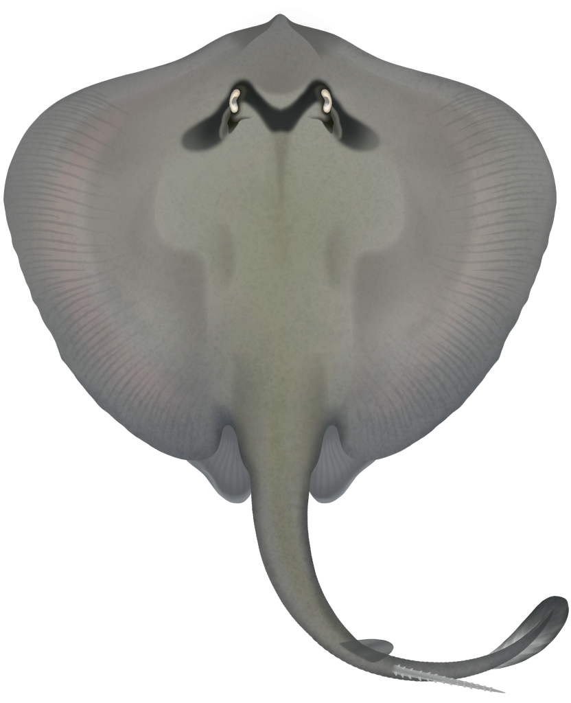 Kapala Stingaree - Urolophus kapalensis | Marinewise