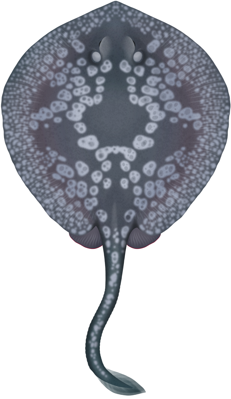 Spotted Stingaree - Urolophus gigas | Marinewise