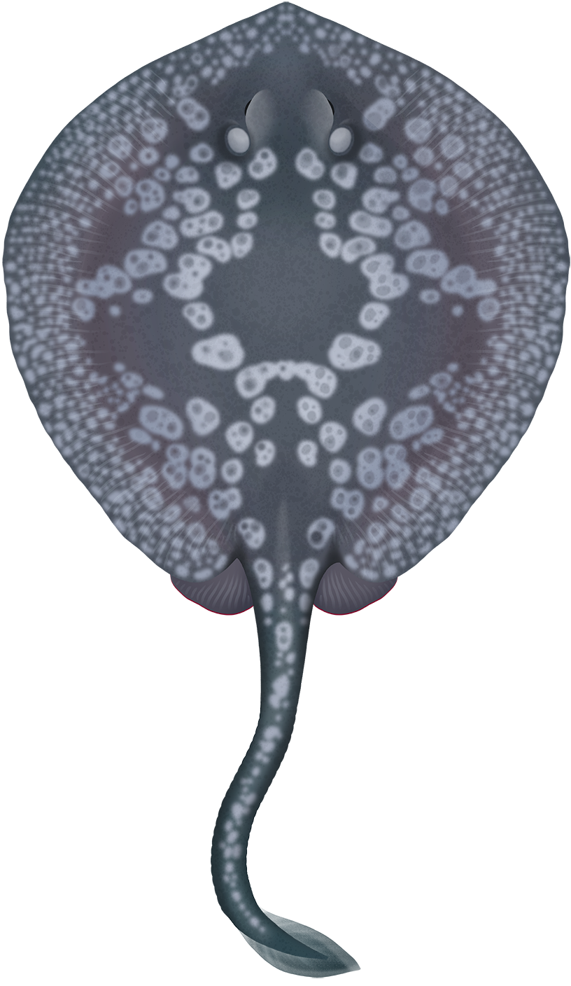 Spotted Stingaree - Urolophus gigas | Marinewise