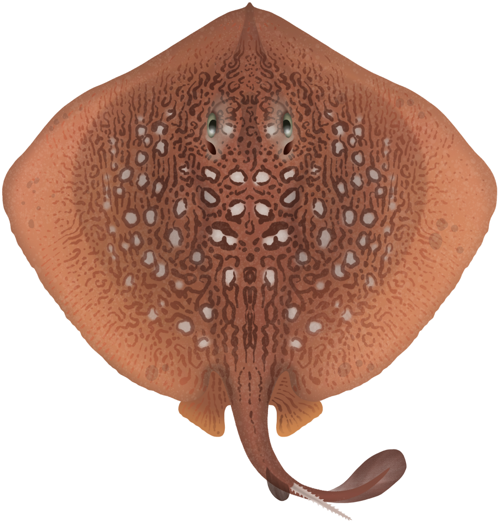 Patchwork Stingaree - Urolophus flavomosaicus | Marinewise