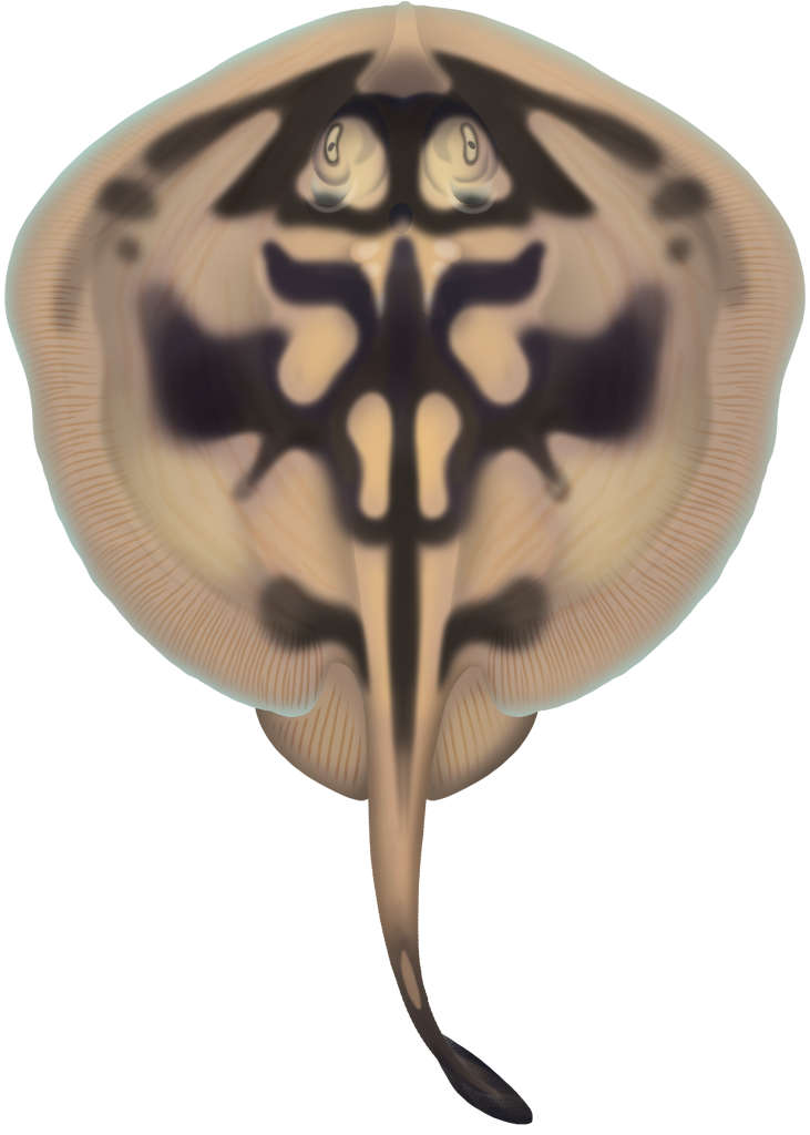 Banded Stingaree - Urolophus cruciatus | Marinewise