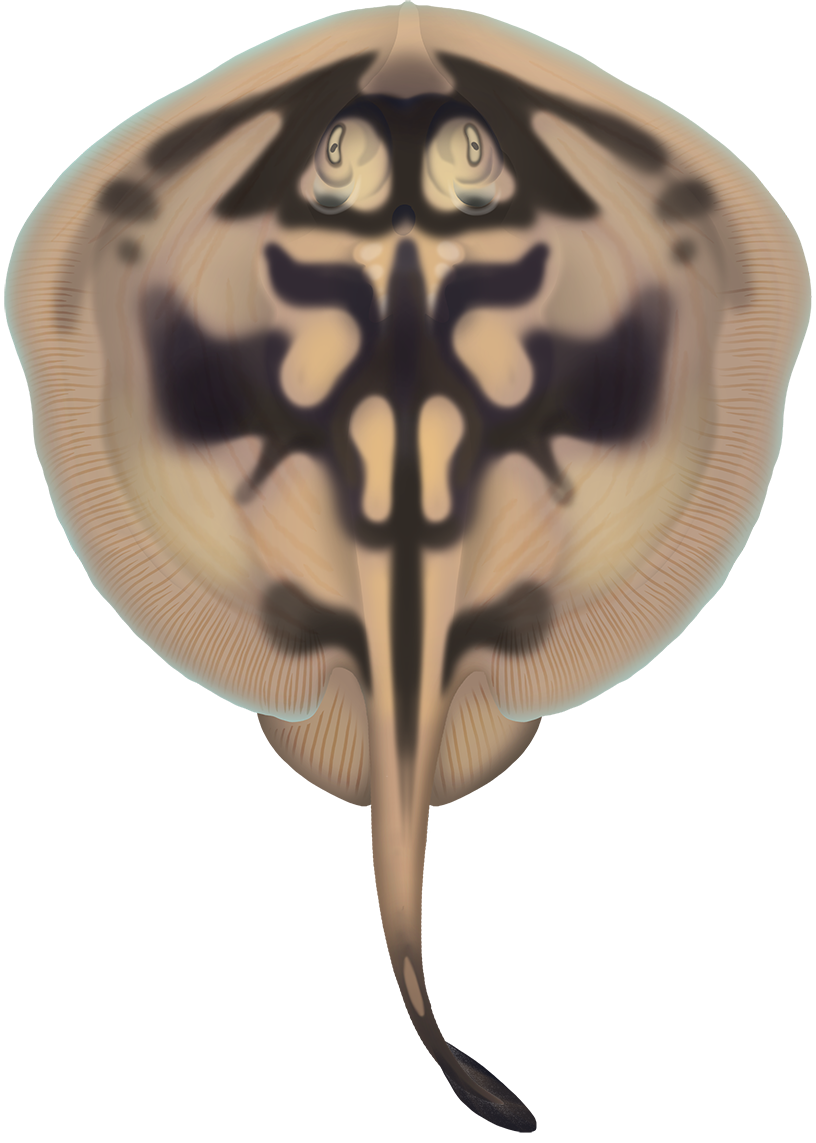 Banded Stingaree - Urolophus cruciatus | Marinewise