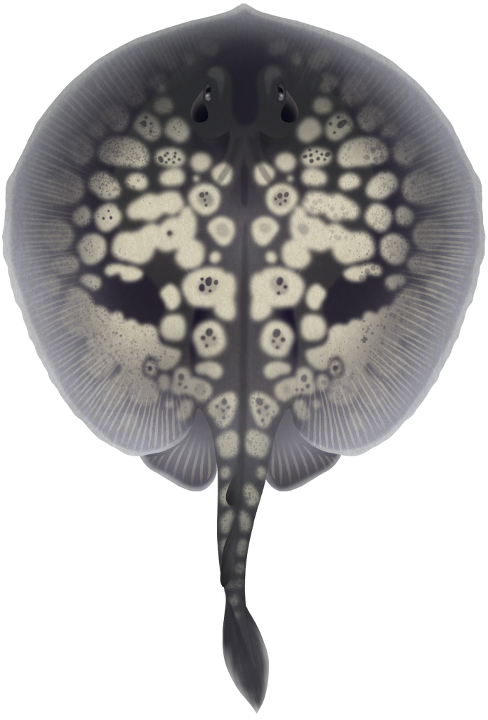 Circular Stingaree - Urolophus circularis | Marinewise