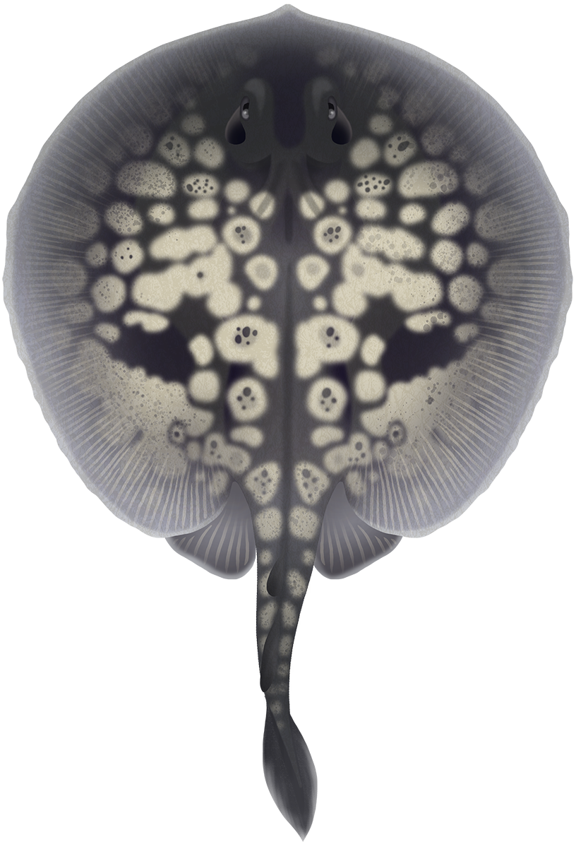 Circular Stingaree - Urolophus circularis | Marinewise