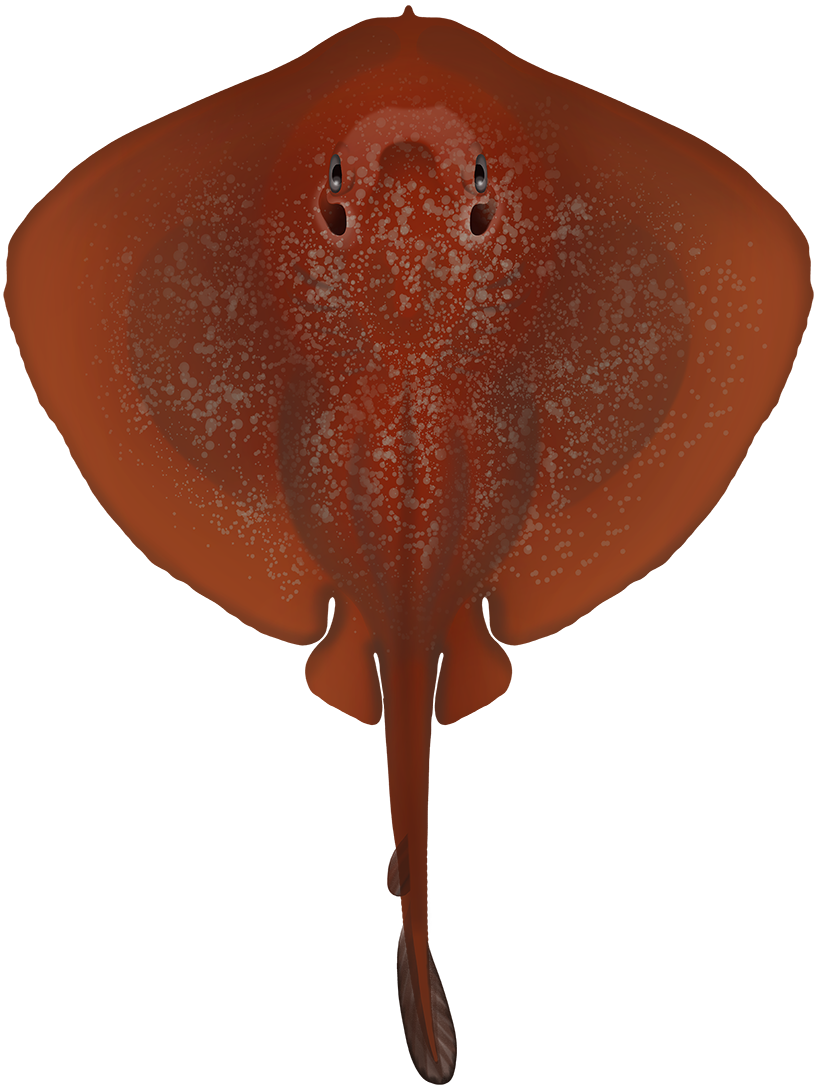 Sandyback Stingaree - Urolophus bucculentus | Marinewise