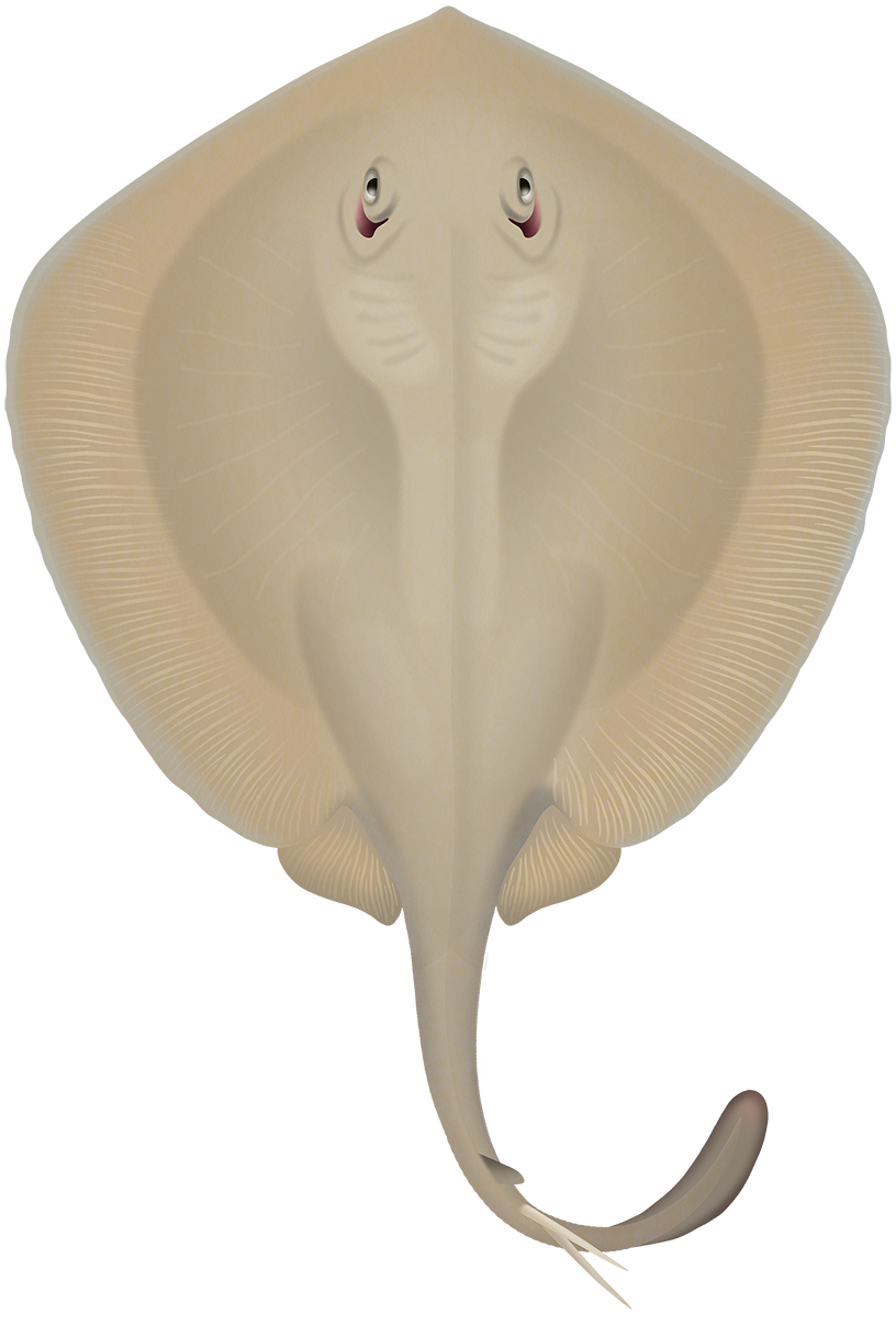 Common Stingaree - Trygonoptera testacea | Marinewise