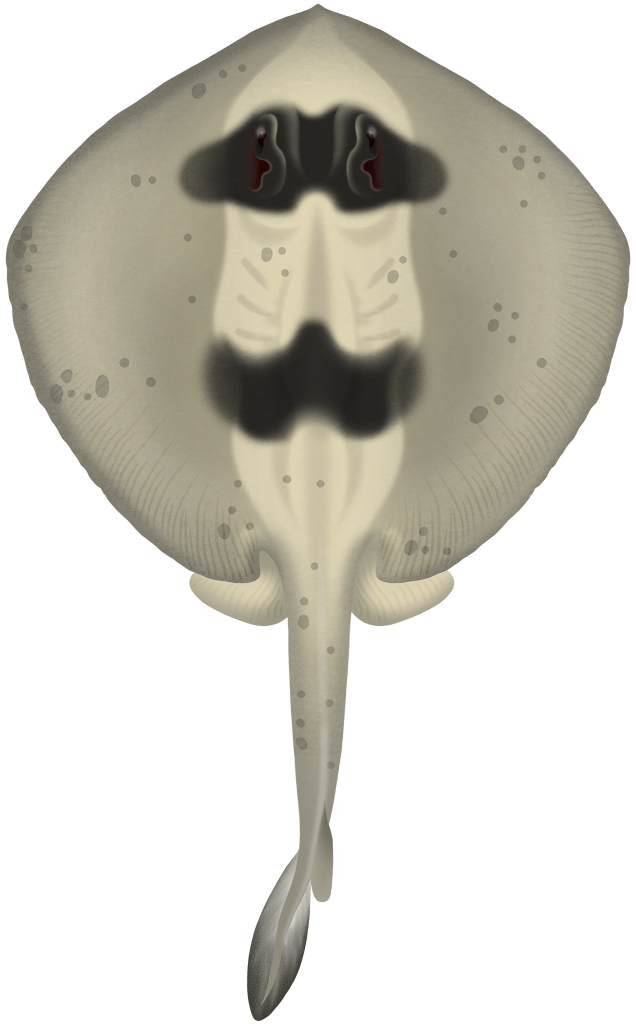 Masked Stingaree - Trygonoptera personata | Marinewise