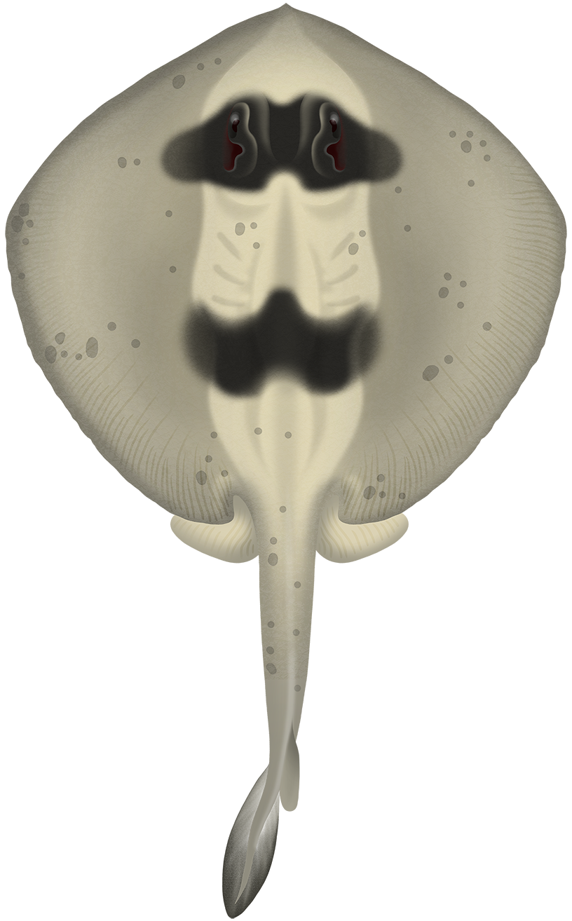Masked Stingaree - Trygonoptera personata | Marinewise