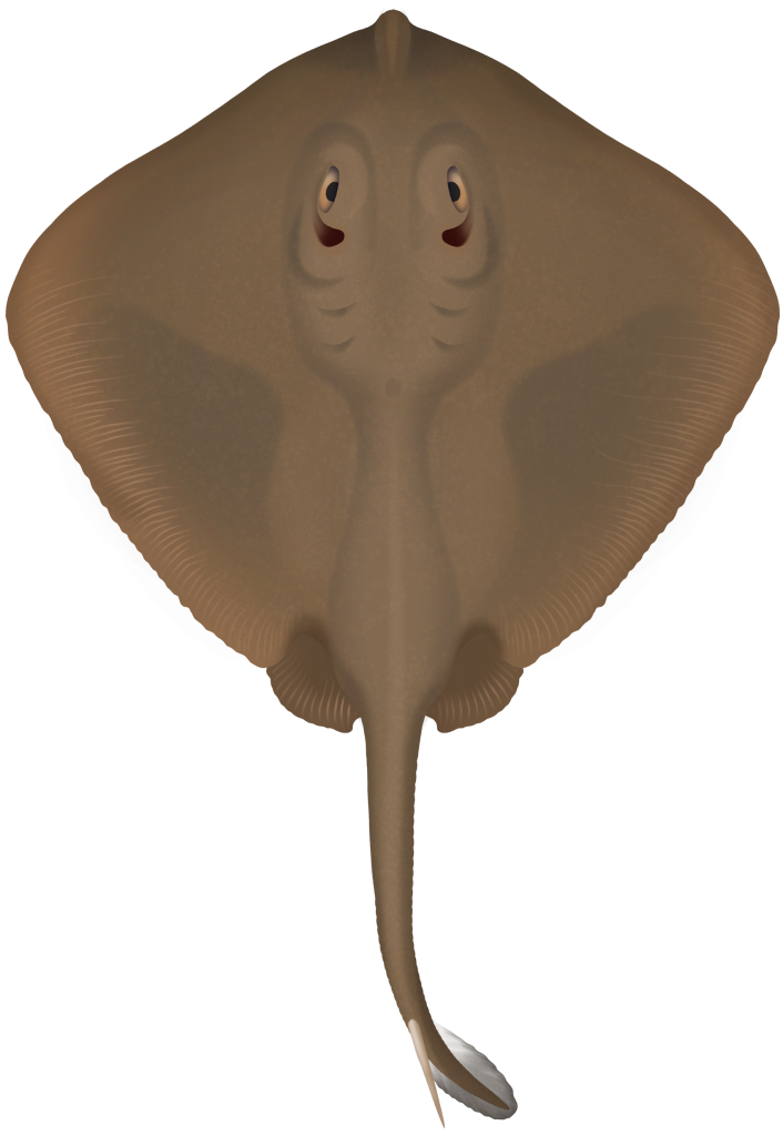 Greenback Stingaree - Urolophus viridis | Marinewise