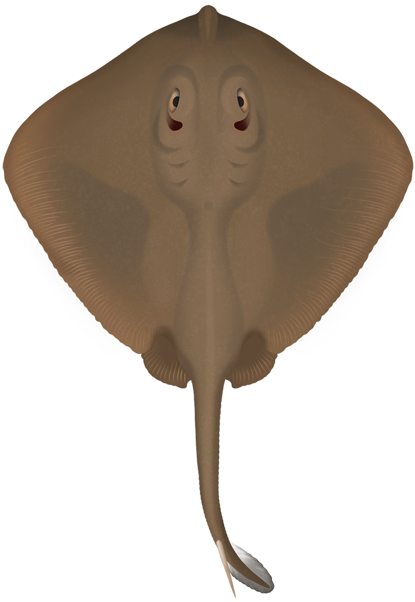 Greenback Stingaree - Urolophus viridis | Marinewise