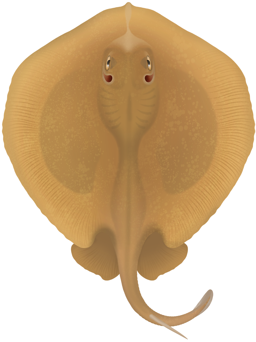 Yellowback Stingaree - Urolophus sufflavus | Marinewise