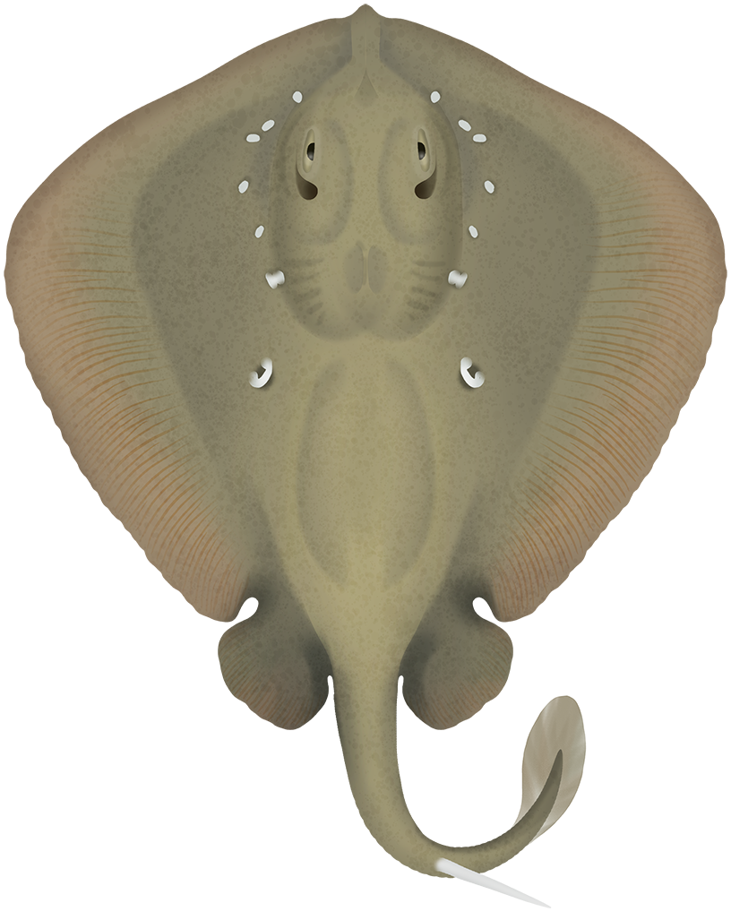 Sparsely Spotted Stingaree - Urolophus paucimaculatus | Marinewise
