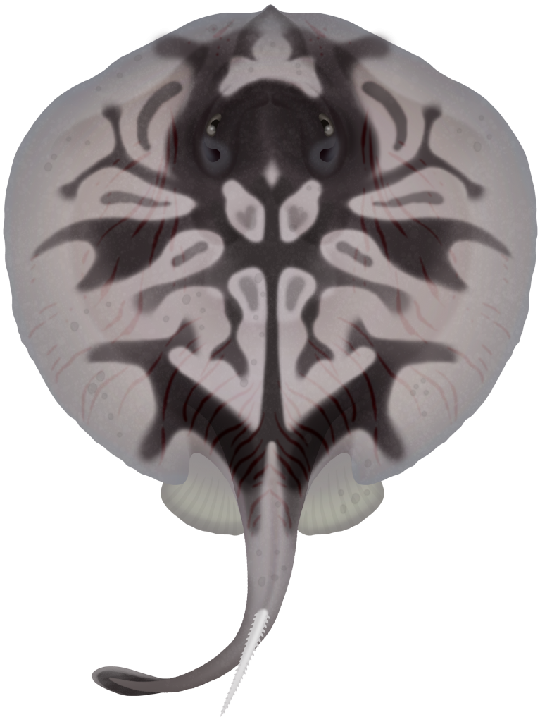 Coastal Stingaree - Urolophus orarius | Marinewise
