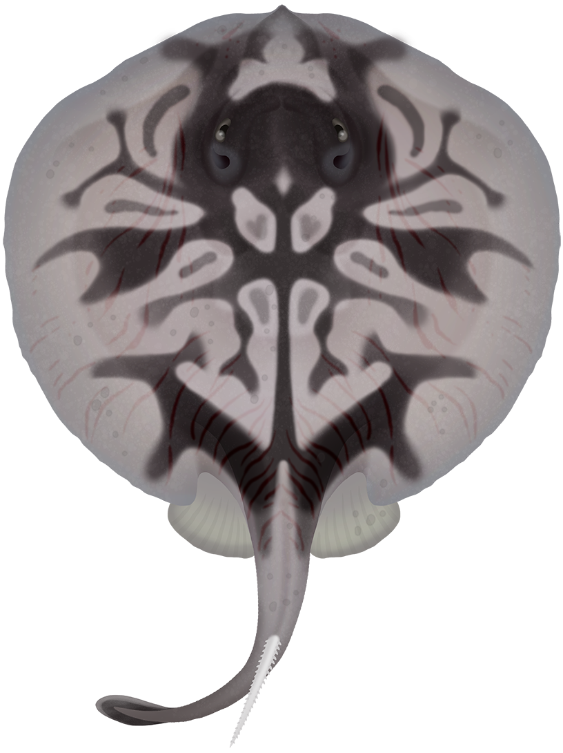 Coastal Stingaree - Urolophus orarius | Marinewise