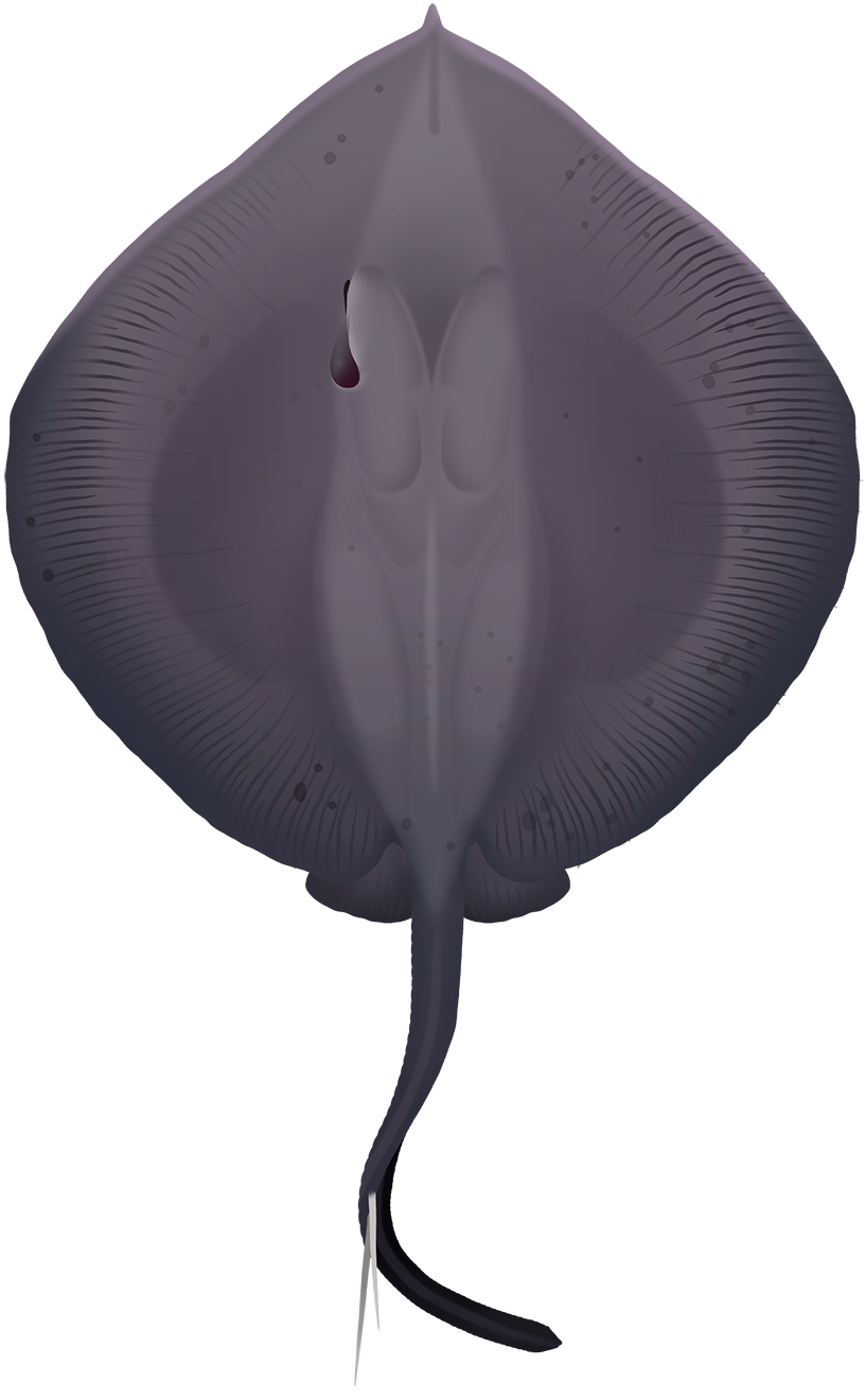 Giant Stingaree - Plesiobatis daviesi | Marinewise