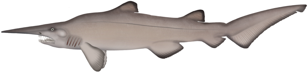 Goblin Shark - Mitsukurina owstoni | Marinewise