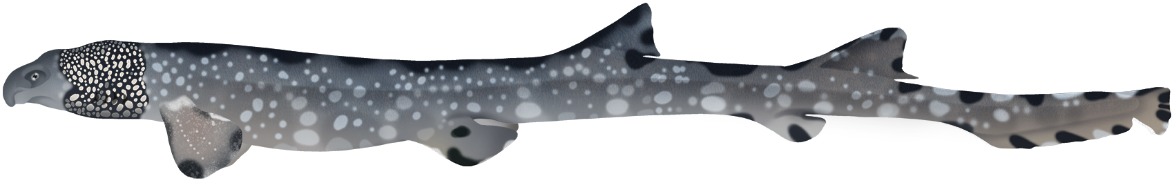 Varied Carpetshark - Parascyllium variolatum | Marinewise