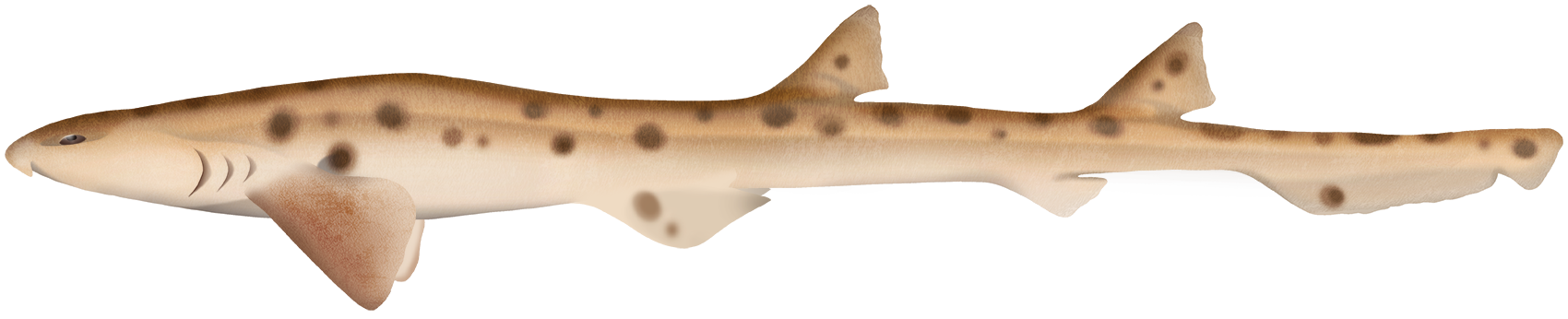 Ginger Carpetshark - Parascyllium sparsimaculatum | Marinewise