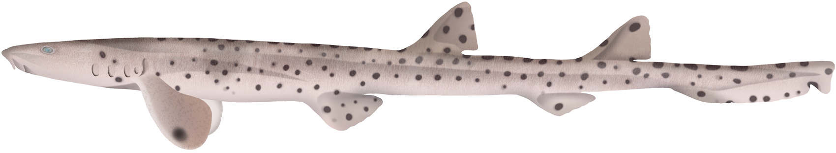 Rusty Carpetshark - Parascyllium ferrugineum | Marinewise