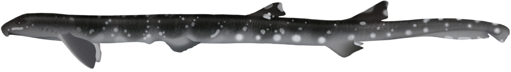 Elongate Carpetshark - Parascyllium elongatum | Marinewise