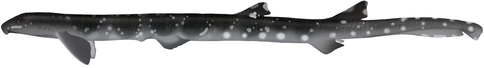 Elongate Carpetshark - Parascyllium elongatum | Marinewise