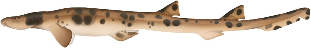 Collar Carpetshark - Parascyllium collare | Marinewise