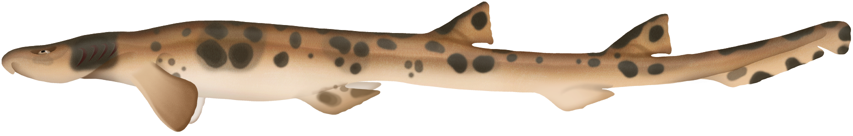 Collar Carpetshark - Parascyllium collare | Marinewise
