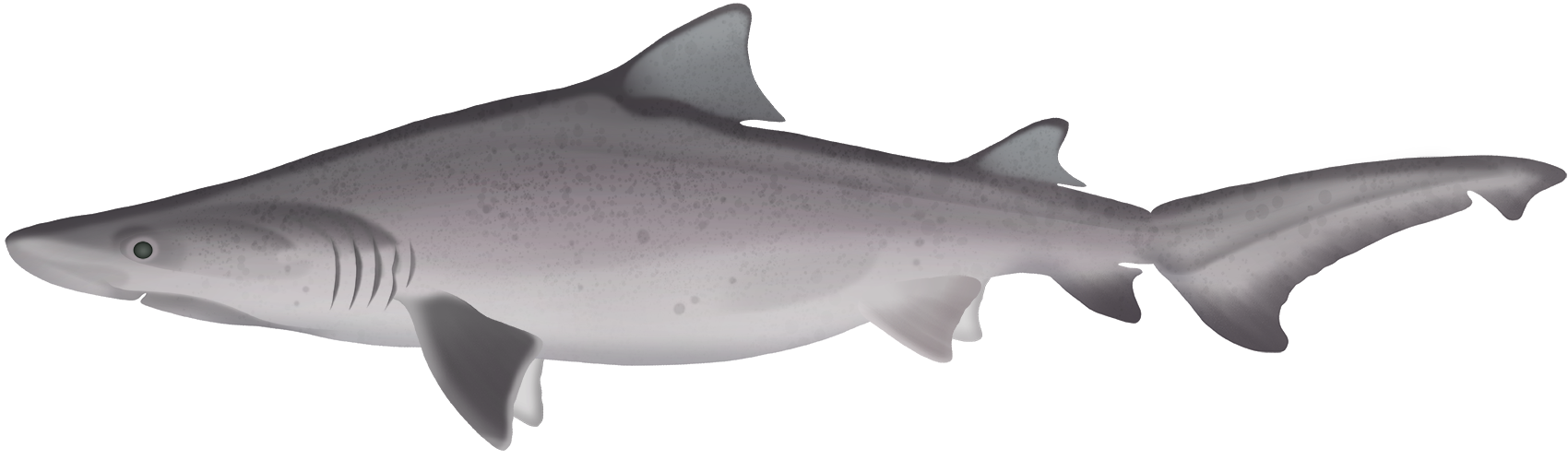 Sandtiger Shark - Odontaspis ferox | Marinewise