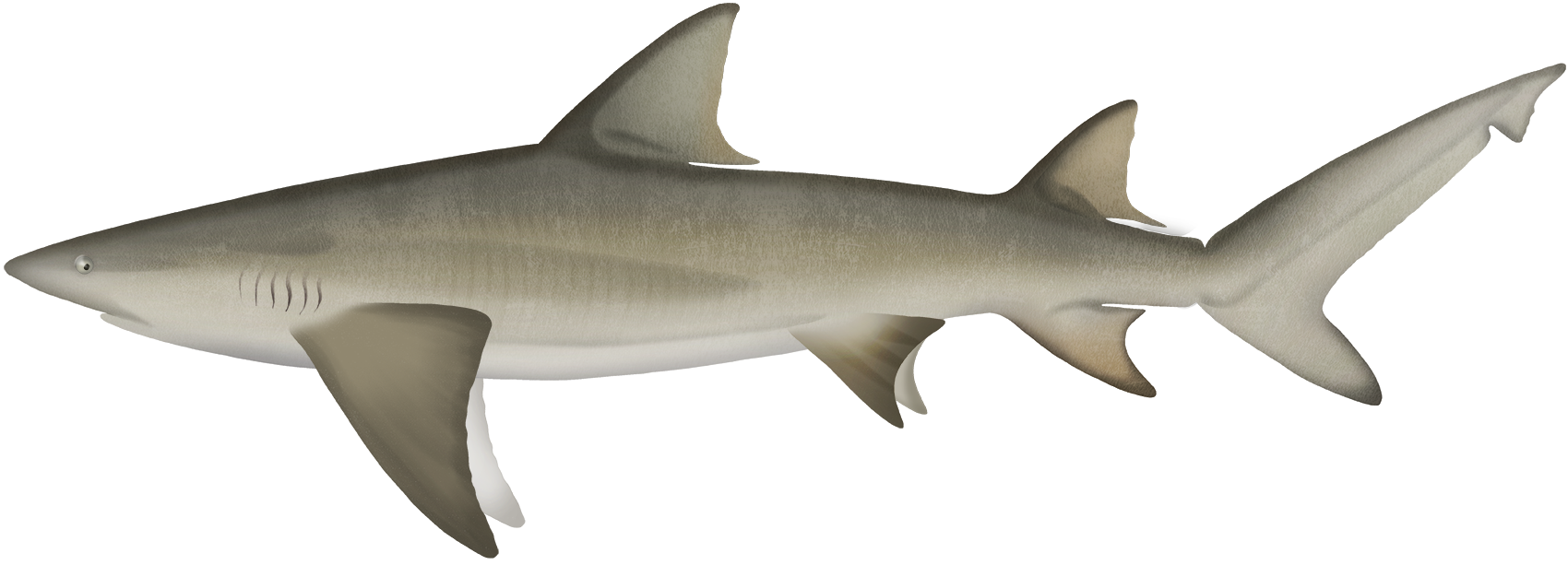 Lemon Shark - Negaprion acutidens | Marinewise