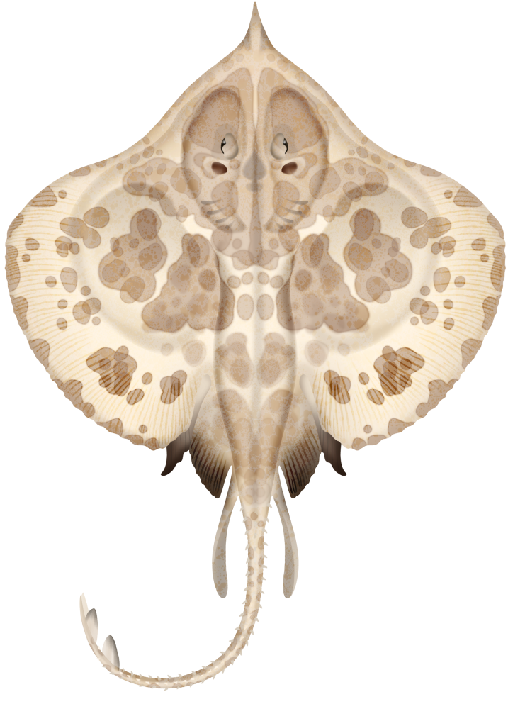 Blotched Skate - Notoraja sticta | Marinewise